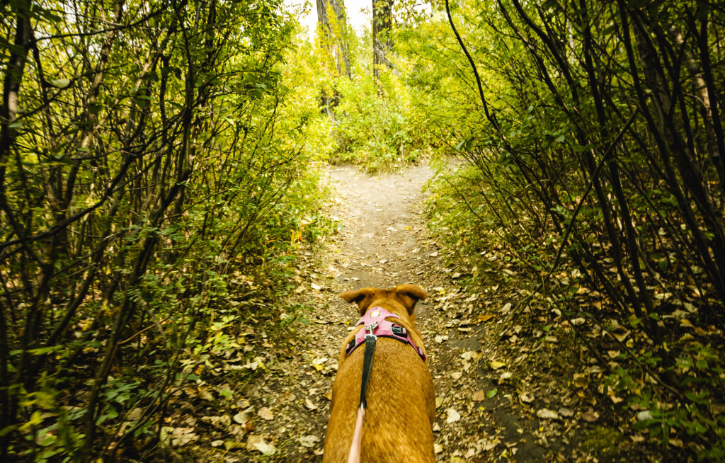 YYC ADVENTURE ATLAS - Parks of Calgary