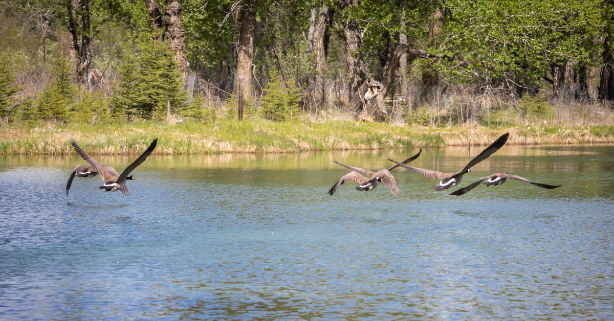12 Birds You Can See While Birdwatching in Calgary Parks - Parks of Calgary